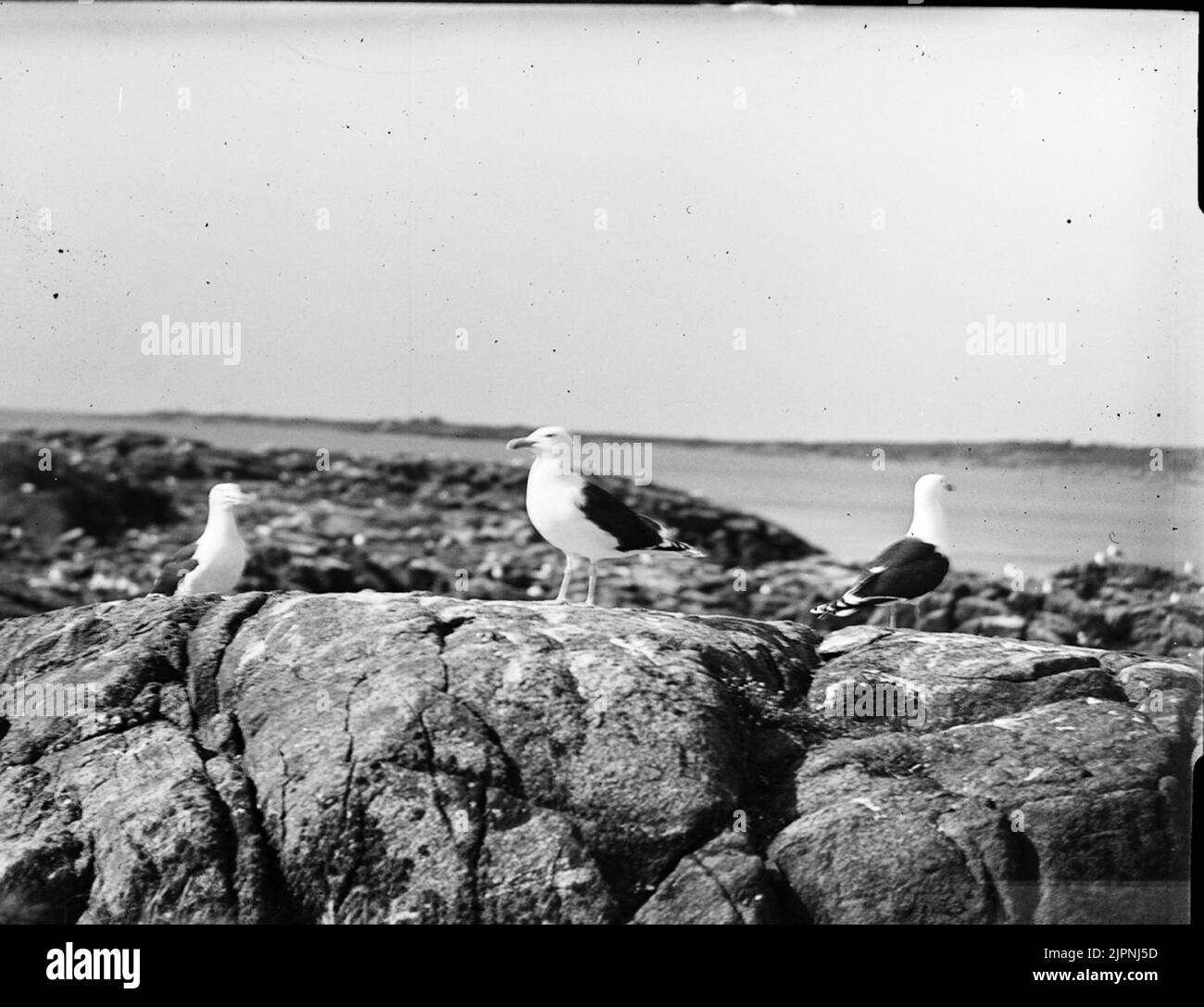 Trout breeding Black and White Stock Photos & Images - Alamy