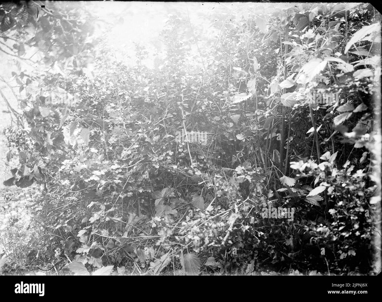 Buskage hi-res stock photography and images - Alamy