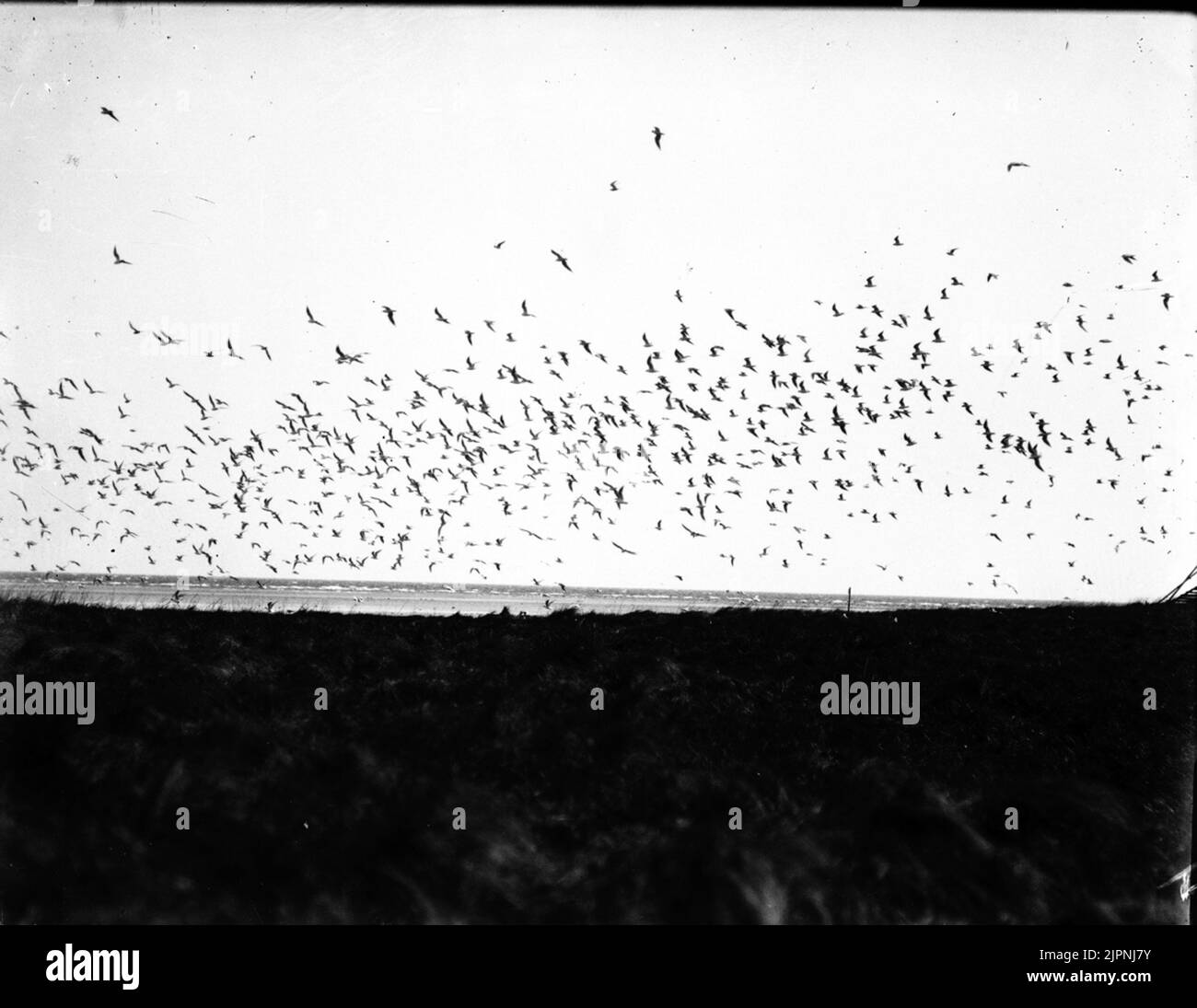 Nesting over water Black and White Stock Photos & Images - Alamy