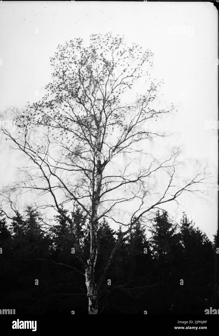 Canopy perch Black and White Stock Photos & Images - Alamy