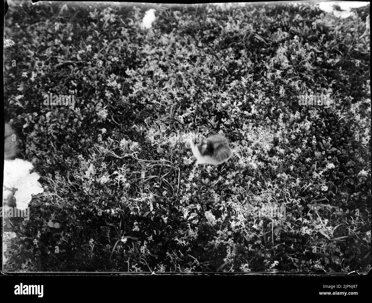 Lemming Black and White Stock Photos & Images - Alamy