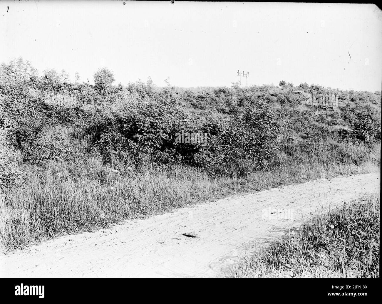 Bush cake near road Buskage nära väg Stock Photo - Alamy