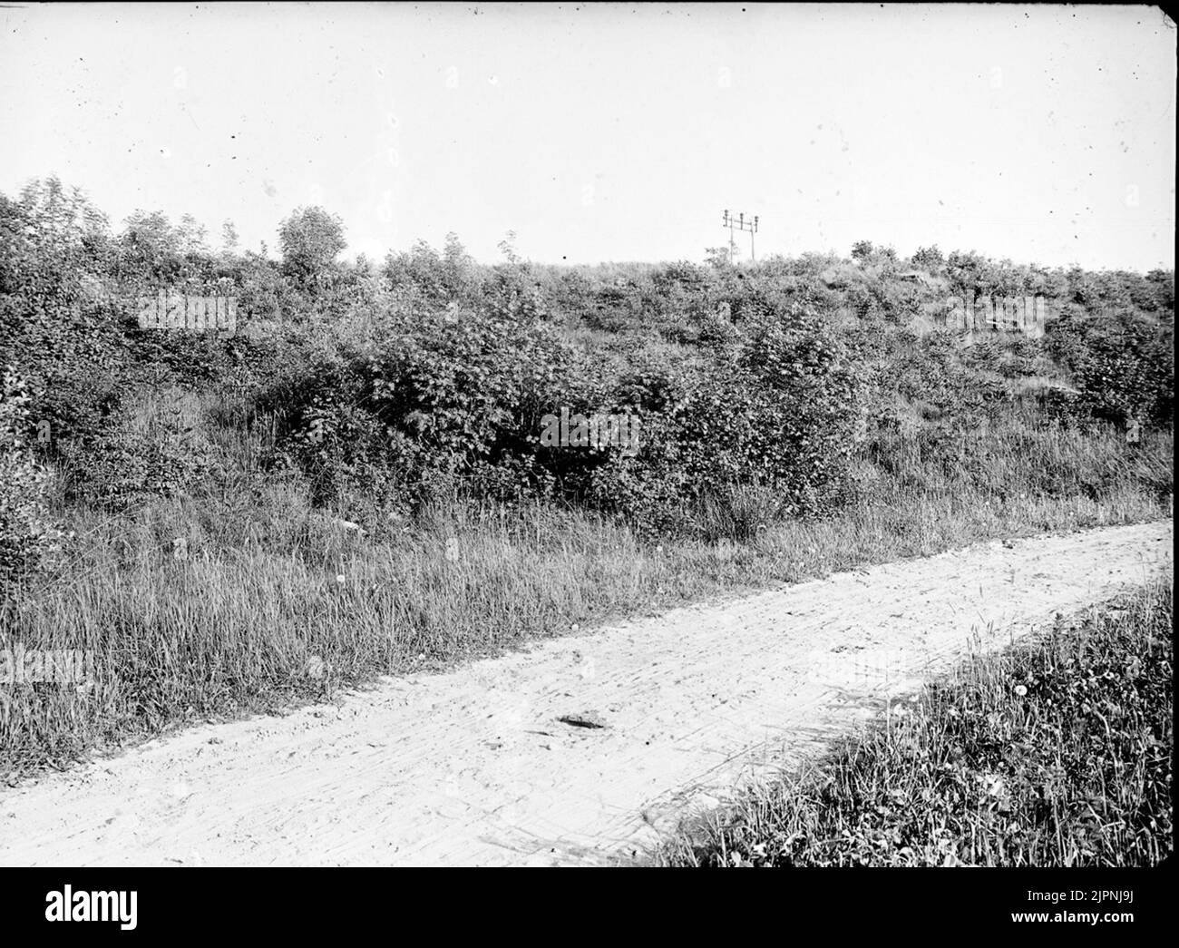 Bush cake near road Buskage nära väg Stock Photo - Alamy