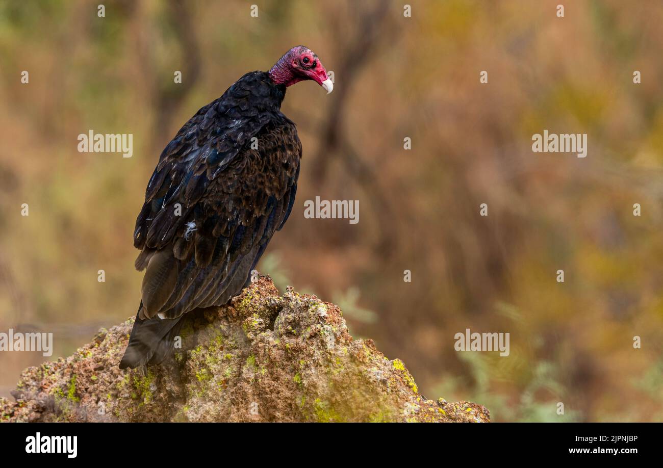 A turkey vulture on Coon Bluff, off of the Salt River, northeast of ...