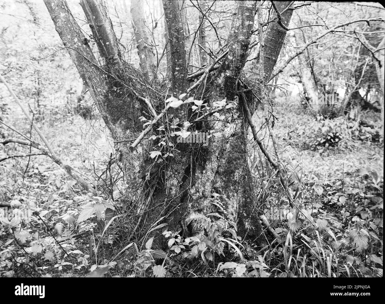 (Tree root with bird nest?) (Trädrot med fågelbo Stock Photo - Alamy