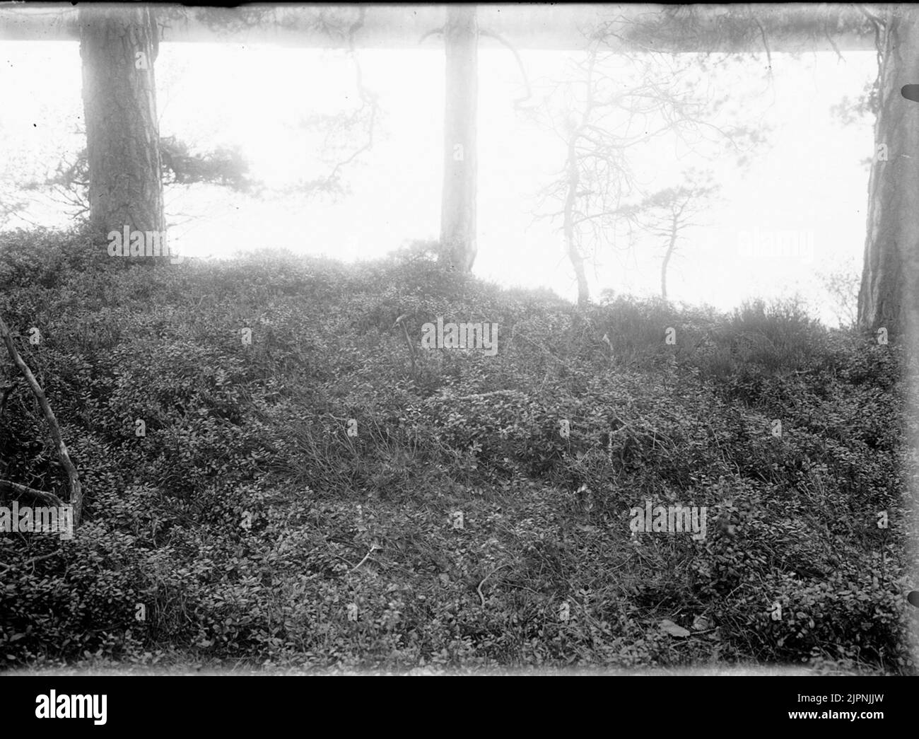 Green grass landscape trees Black and White Stock Photos & Images - Alamy