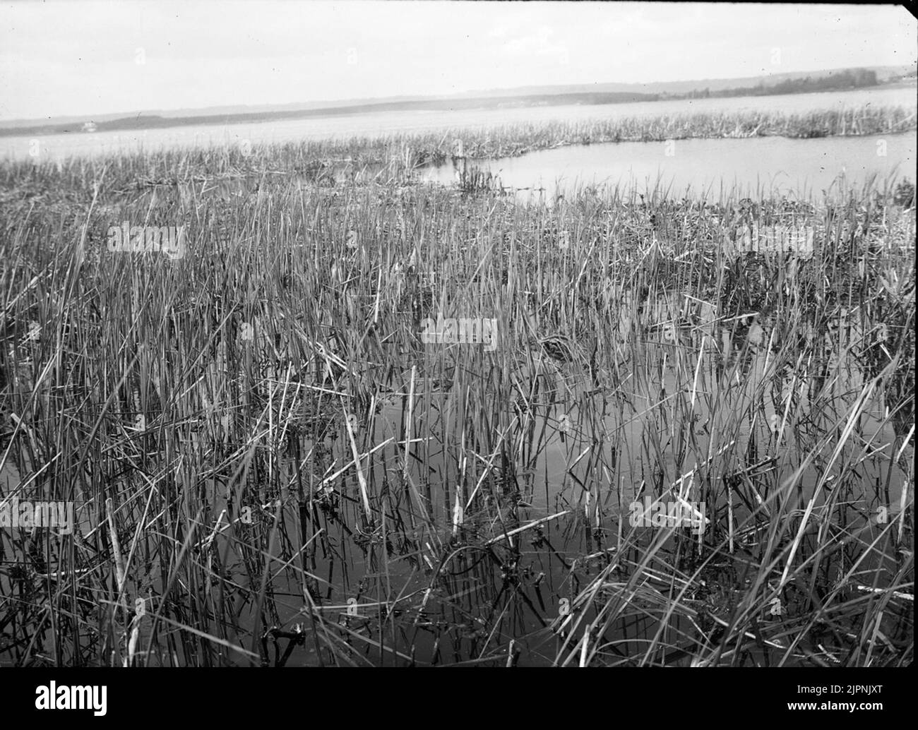 Biotope for black -necked dopping Biotop för svarthalsad dopping Stock ...
