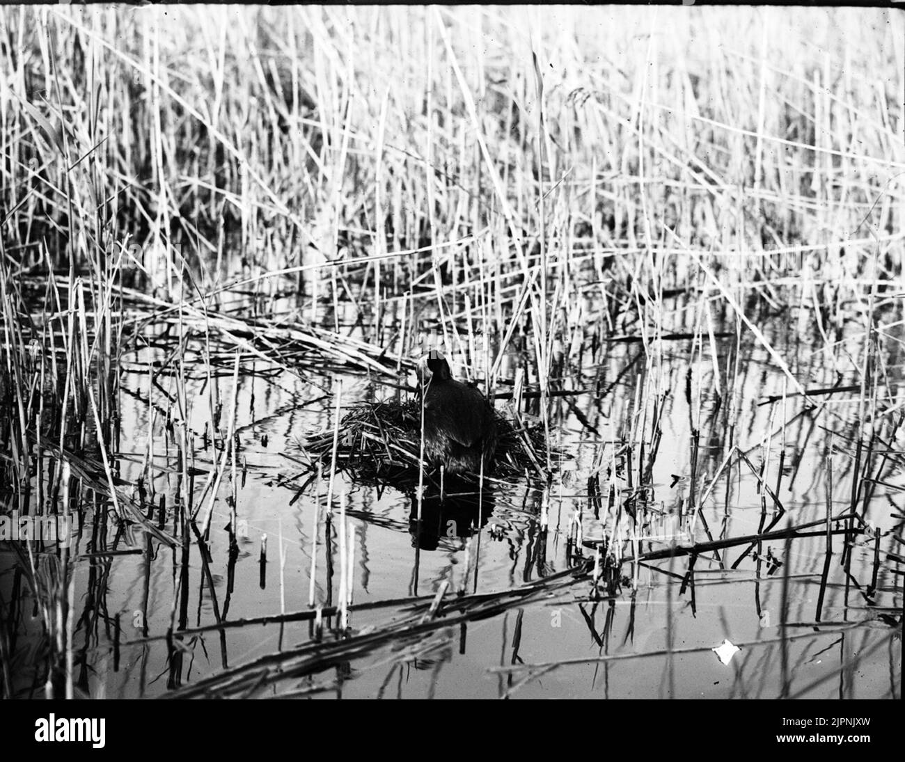 Gråhakedopting (Rödhalsad doping) Gråhakedopping (rödhalsad dopping ...