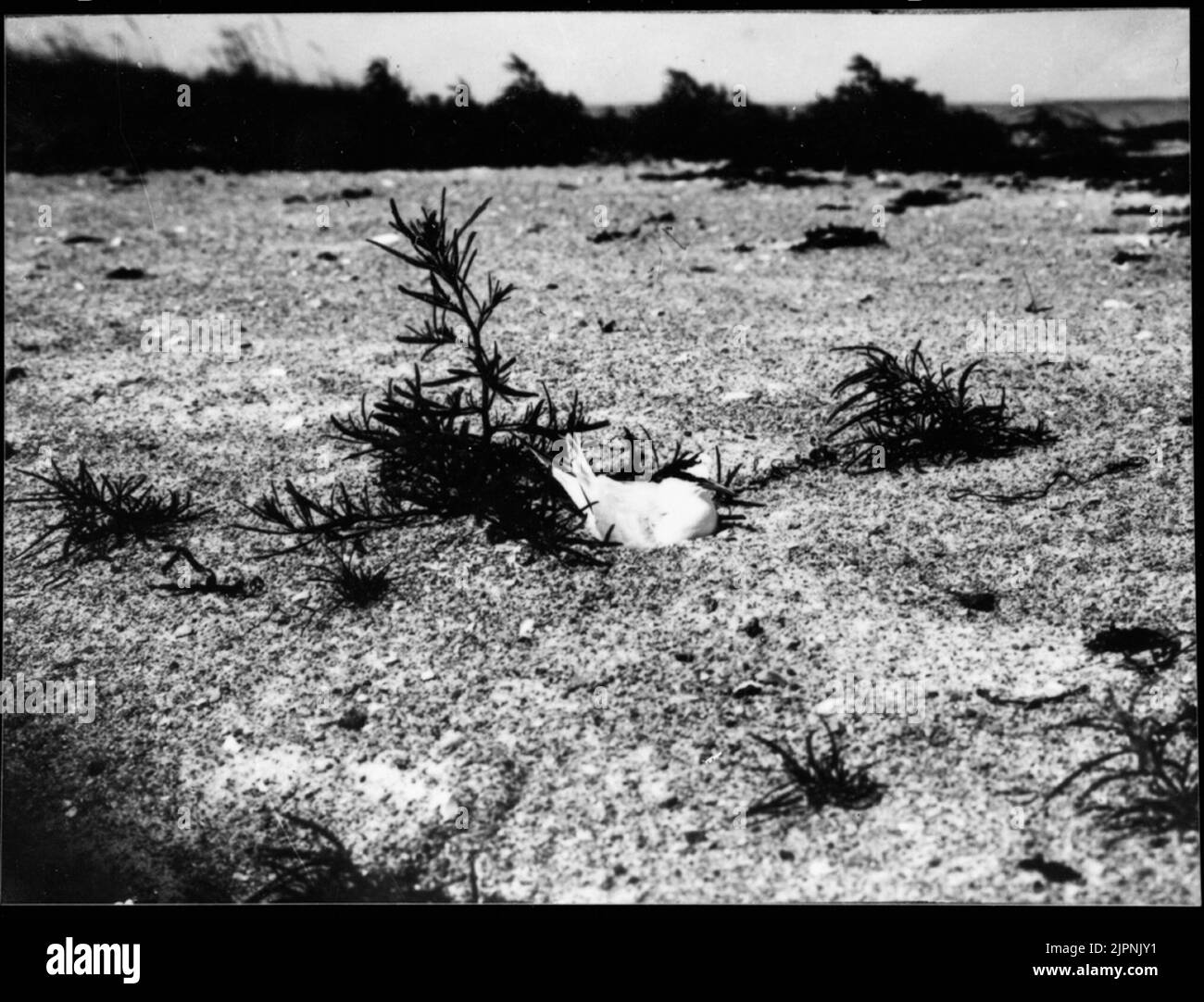 Small tern in Bo Småtärna i bo Stock Photo - Alamy