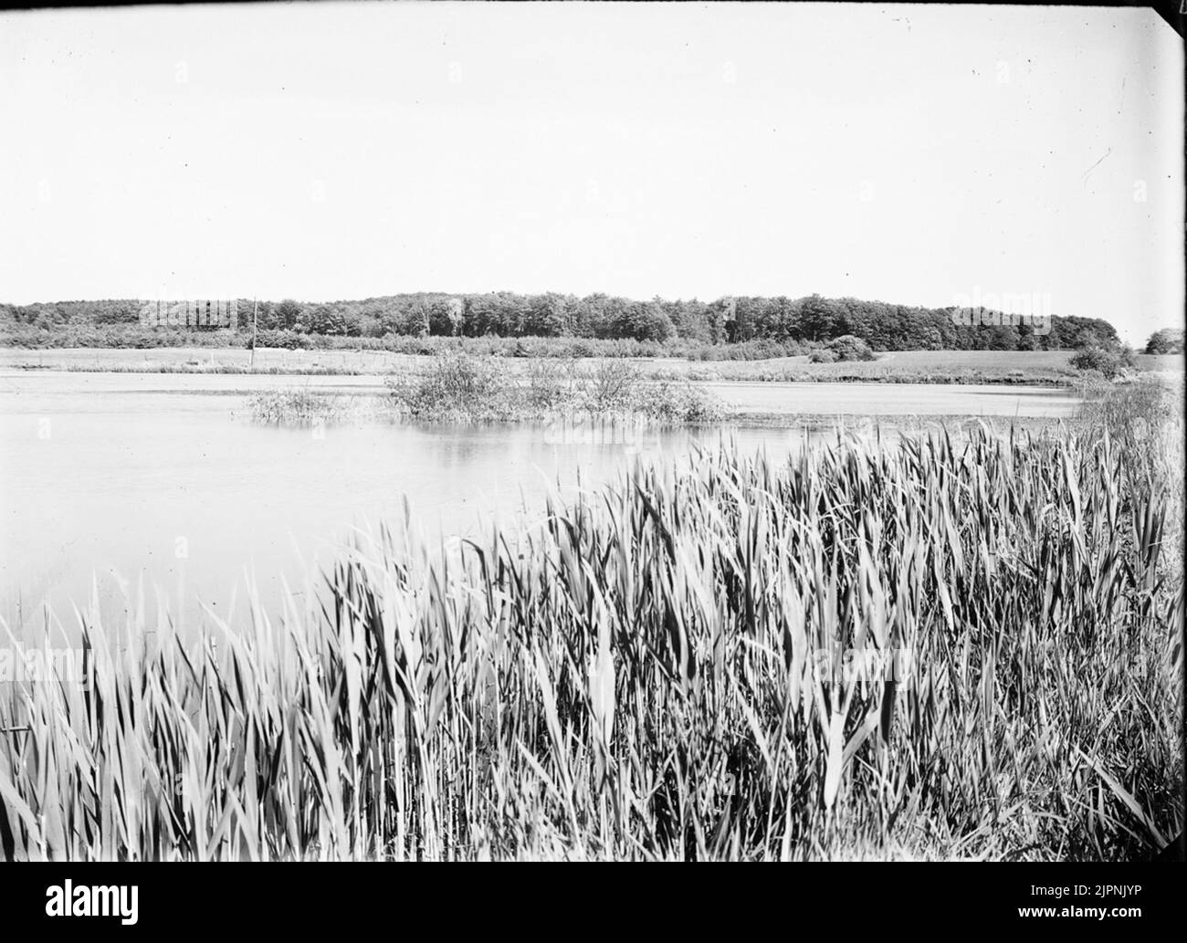 Biotope for gray -choppedopping (red -necked dopping) Biotop för ...