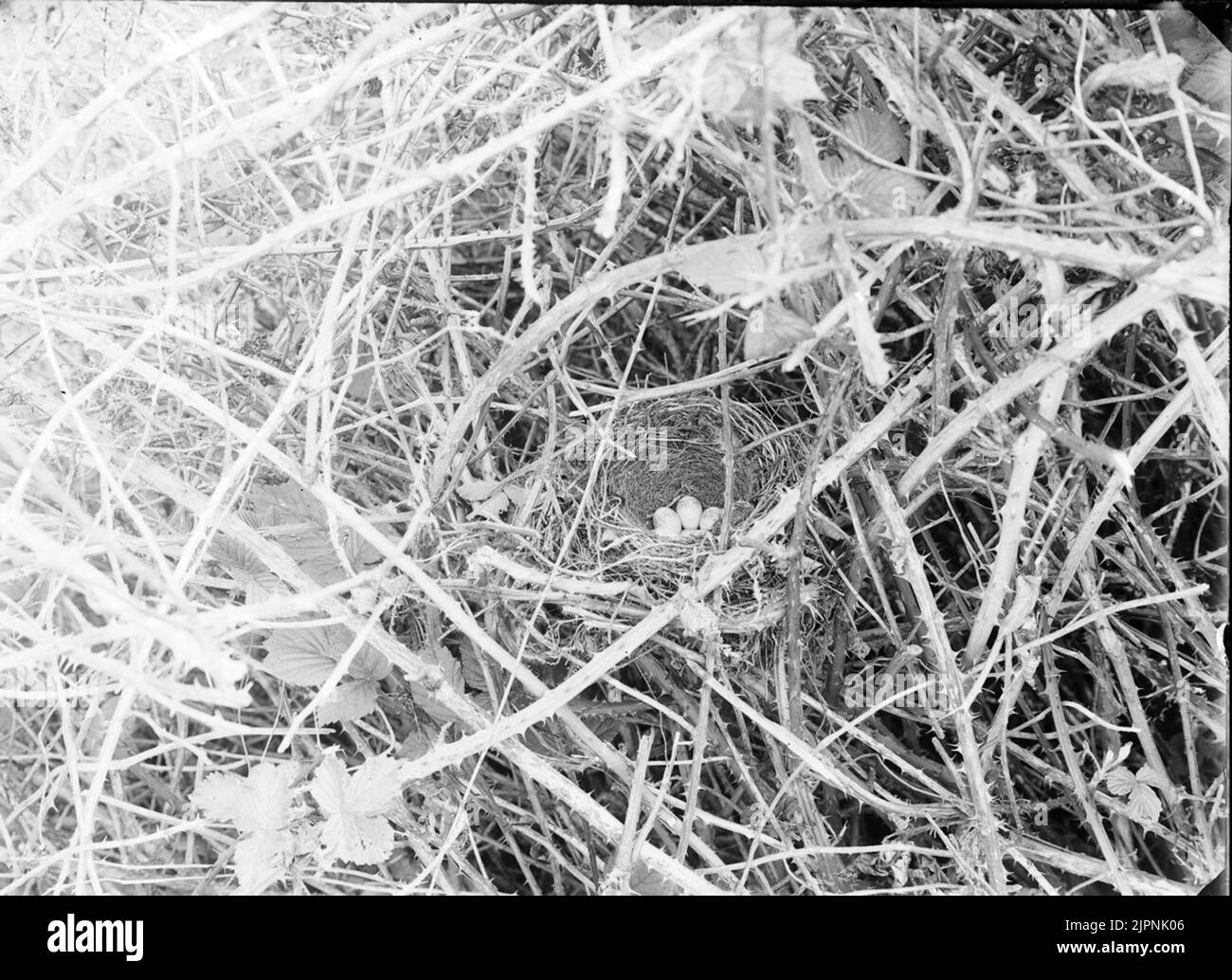 Biotop for small dip (Red -necked dopping) Biotop för smådopping ...