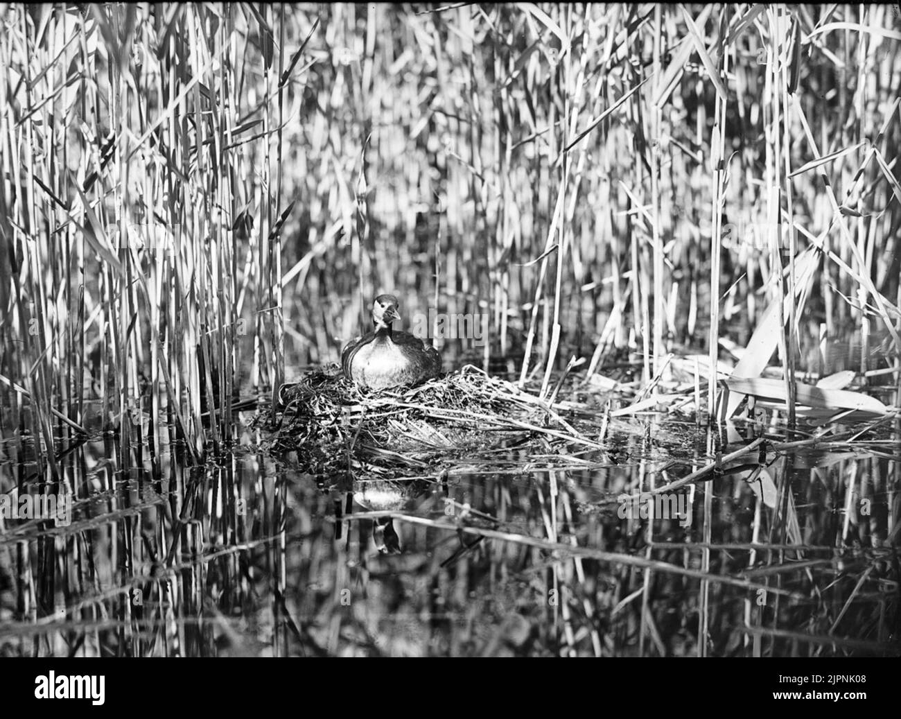Smådopping (Rödhalsad doping) Smådopping (rödhalsad dopping Stock Photo ...