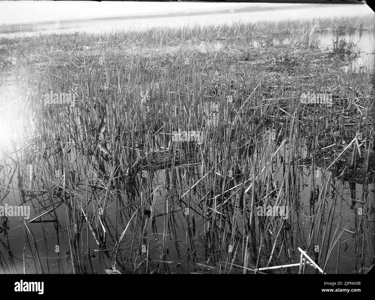 Bon of black neck dopping Bon av svarthalsad dopping Stock Photo - Alamy