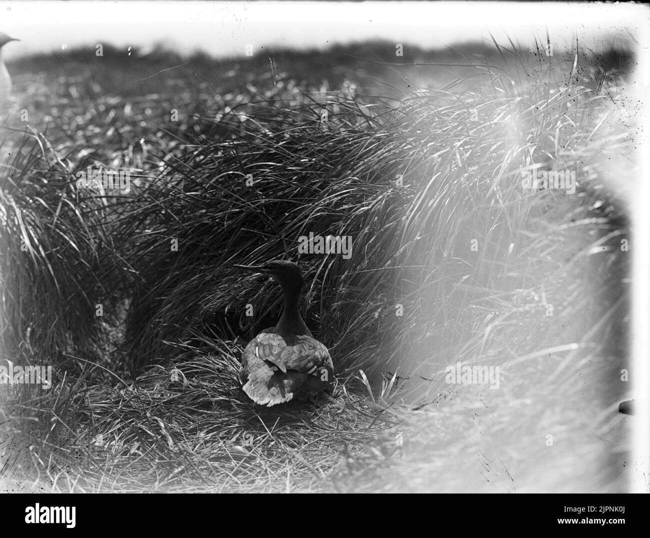 Small cracks (most bad) Småskrak (mest dåliga Stock Photo - Alamy