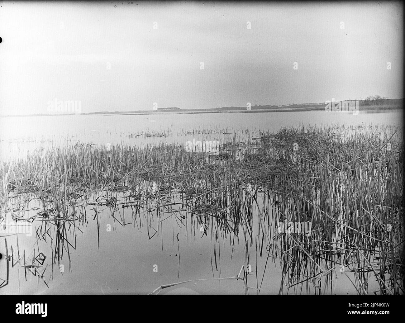 Settlement of black -necked dopping. Boplats av svarthalsad dopping ...