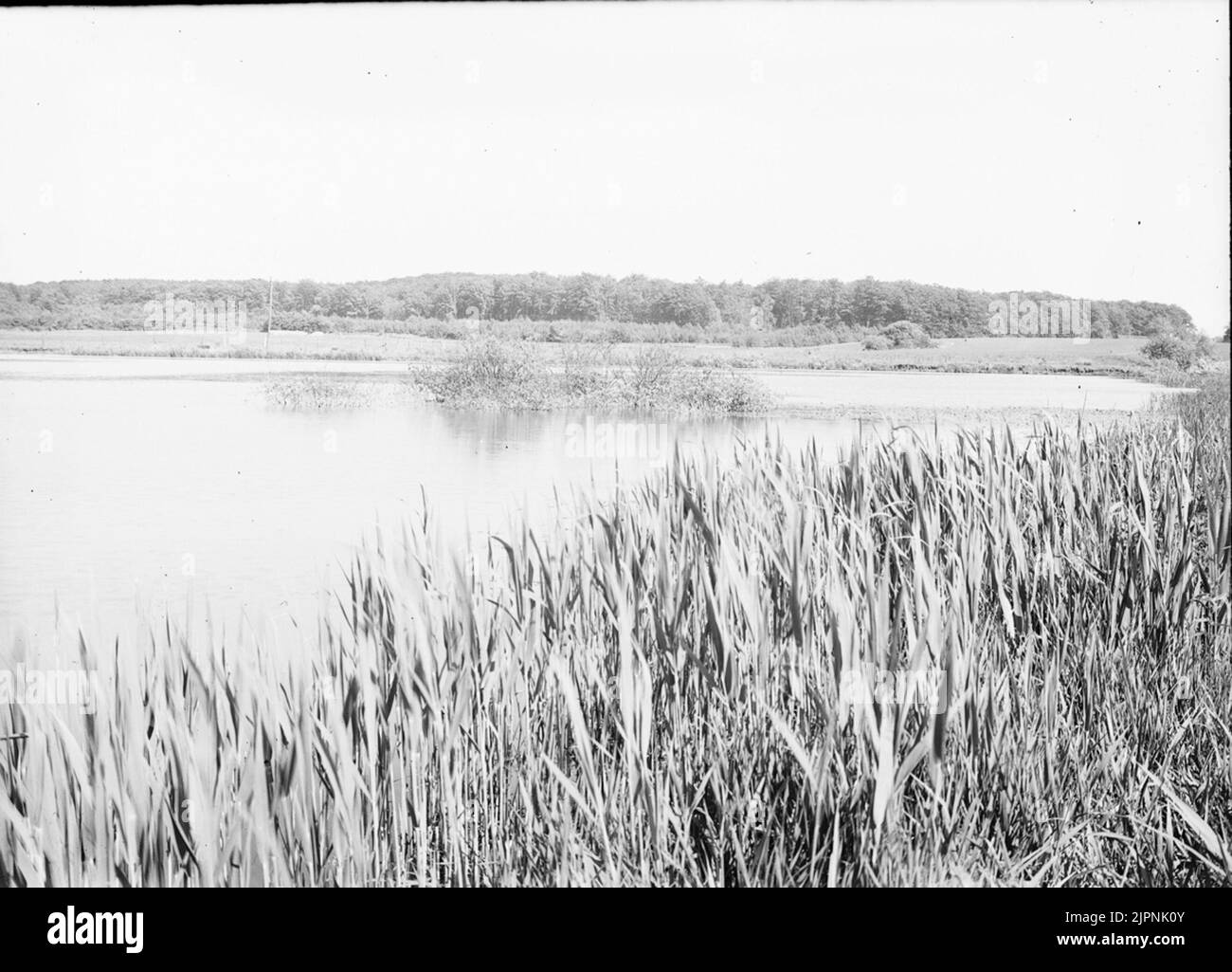 Biotope for gray -choppedopping (red -necked dopping) Biotop för ...