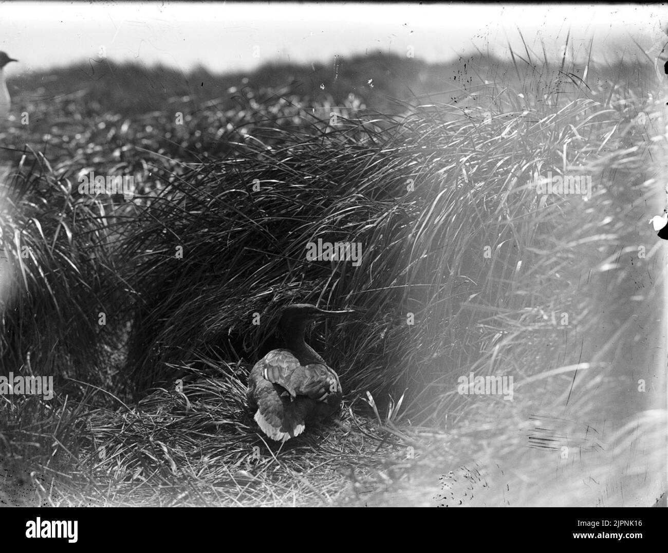 Small cracks (most bad) Småskrak (mest dåliga Stock Photo - Alamy