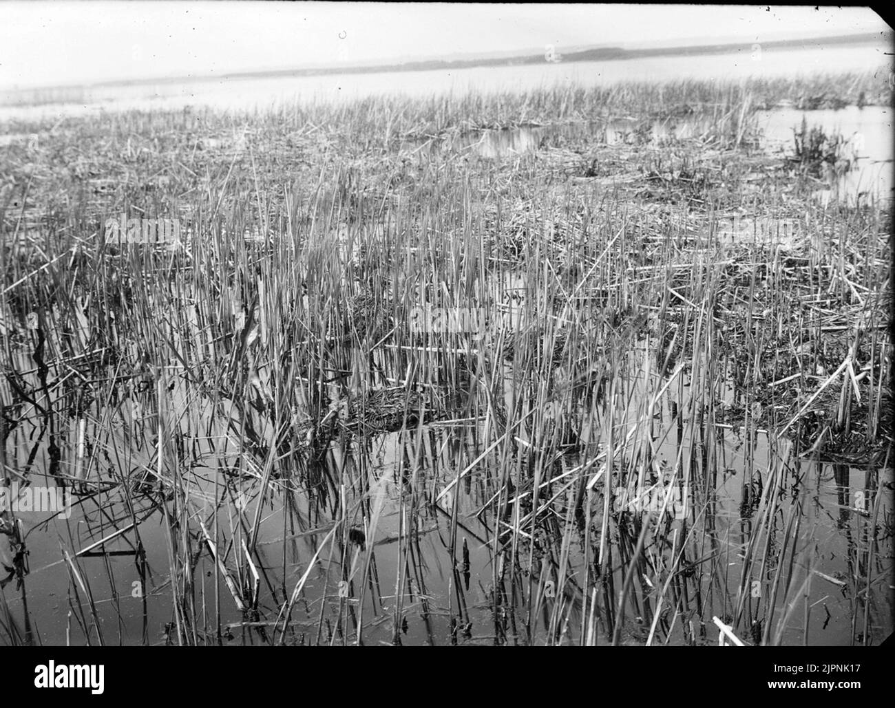 Bon of black neck dopping Bon av svarthalsad dopping Stock Photo - Alamy