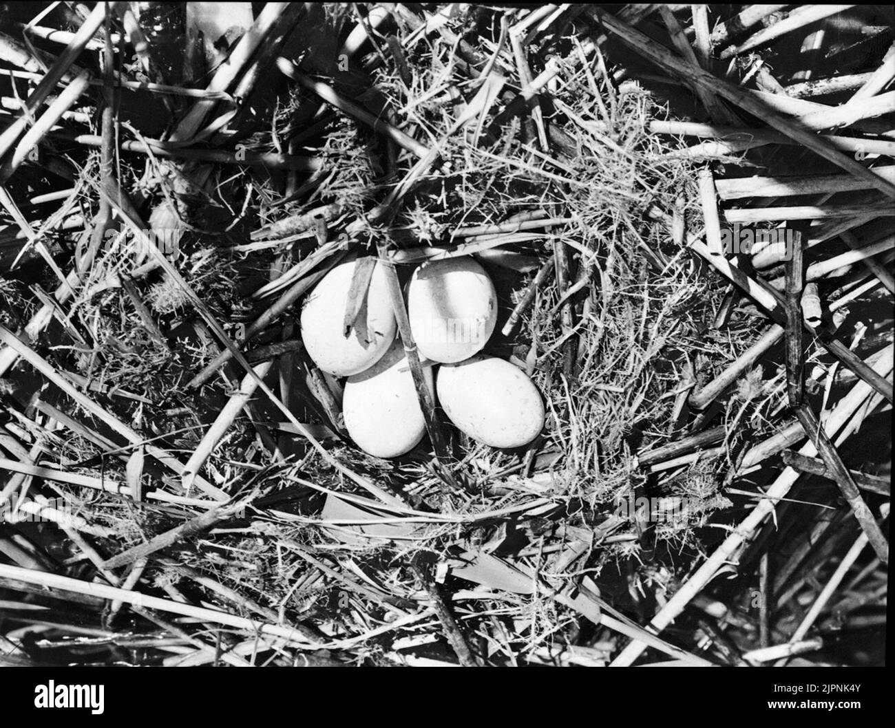 Stay by beard dipping. Bo av skäggdopping Stock Photo - Alamy