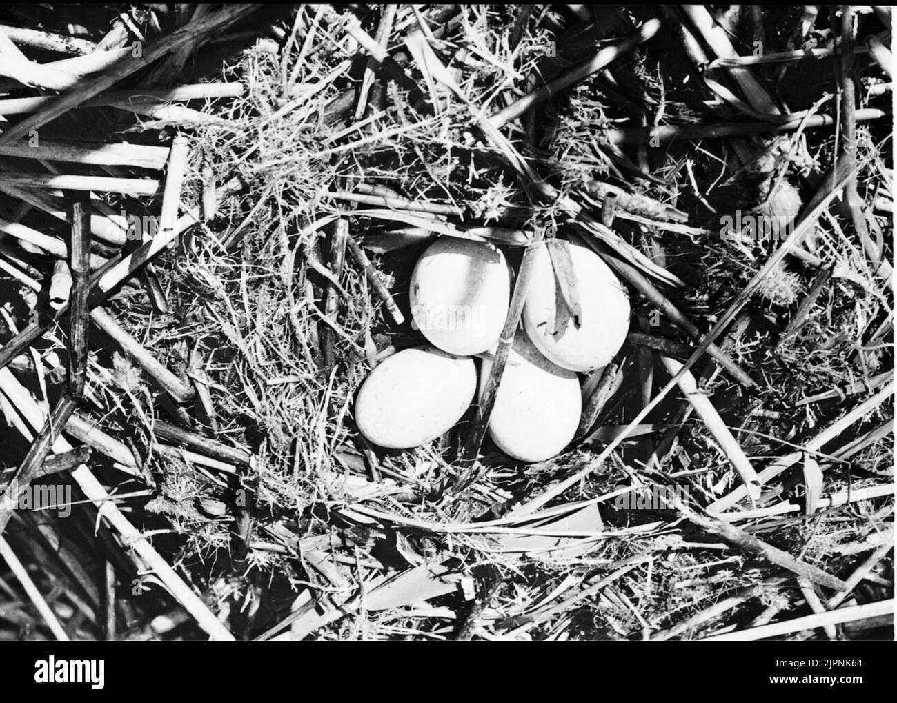 Stay by beard dipping. Bo av skäggdopping Stock Photo - Alamy
