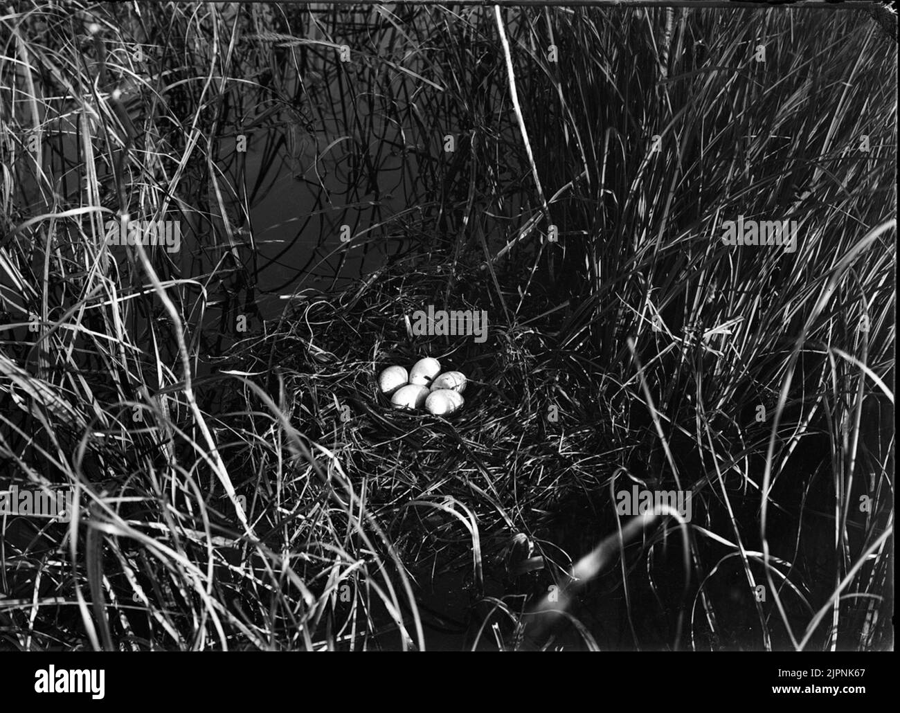 Stay by Svarthalsad Dopping. Bo av svarthalsad dopping Stock Photo - Alamy