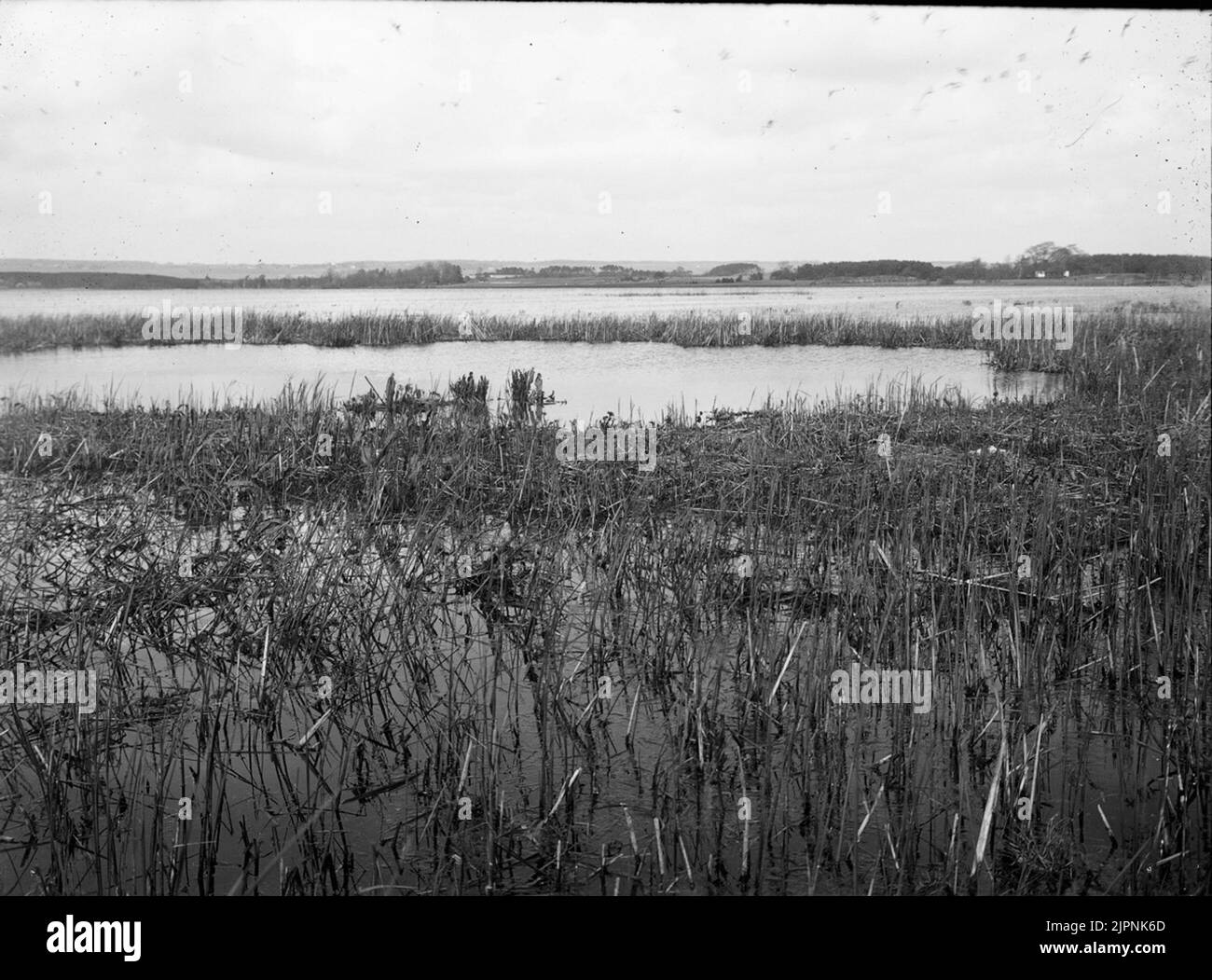 Stay by Svarthalsad Dopping Bo av svarthalsad dopping Stock Photo - Alamy