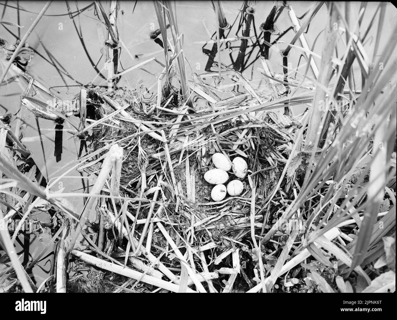 Stay by Svarthalsad Dopping Bo av svarthalsad dopping Stock Photo - Alamy