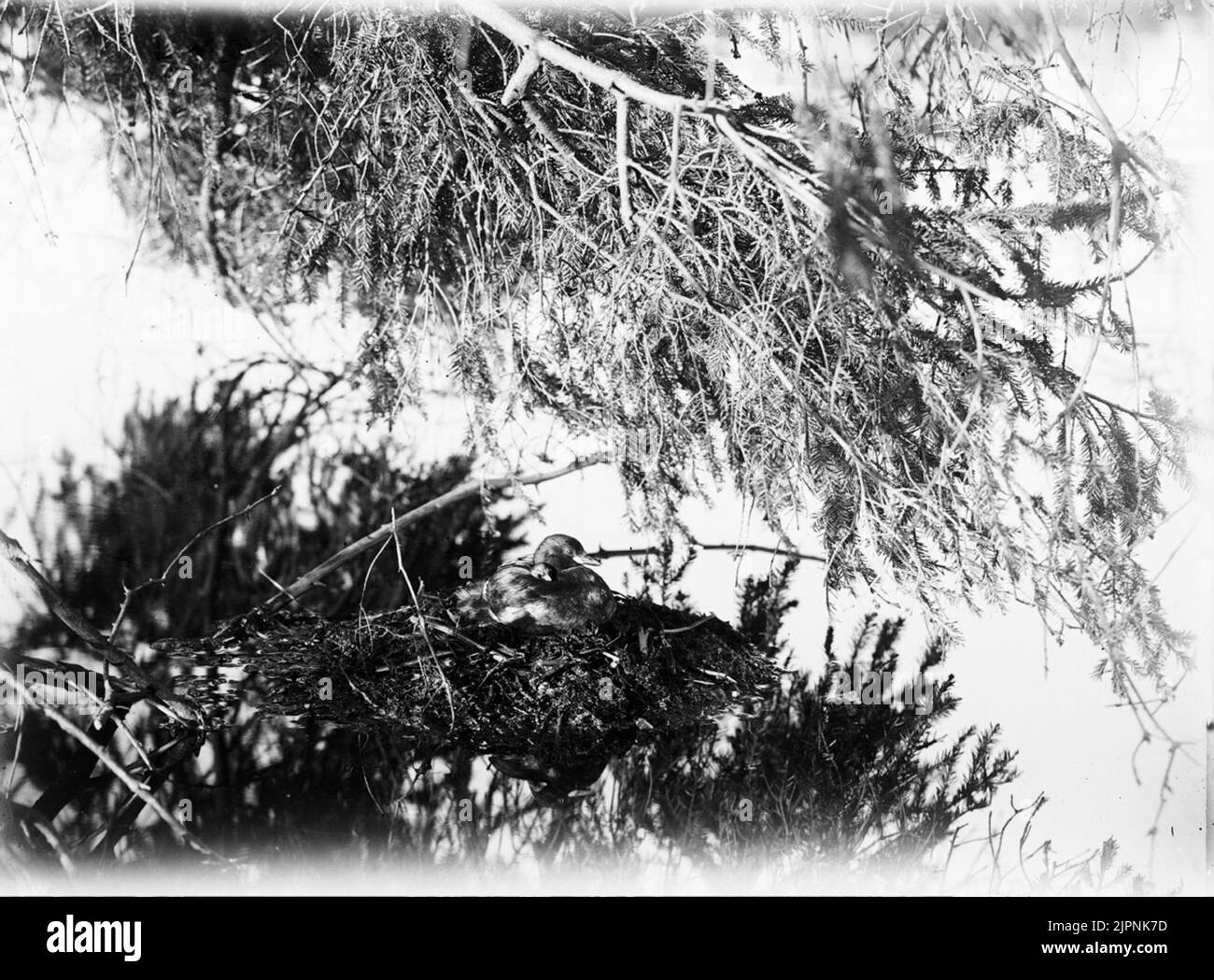 Element small Black and White Stock Photos & Images - Alamy