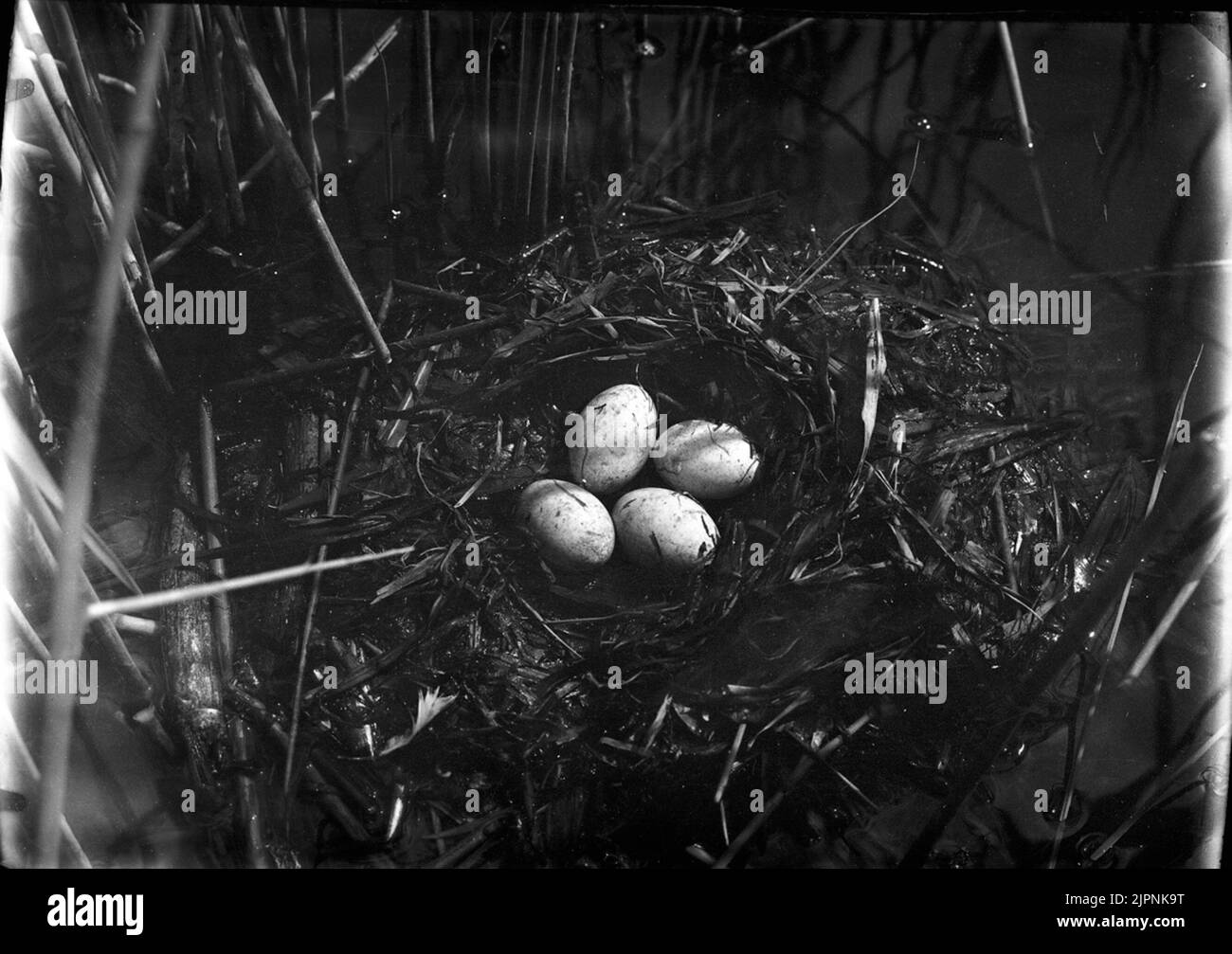 Stay of small -tipping Bo av smådopping Stock Photo - Alamy