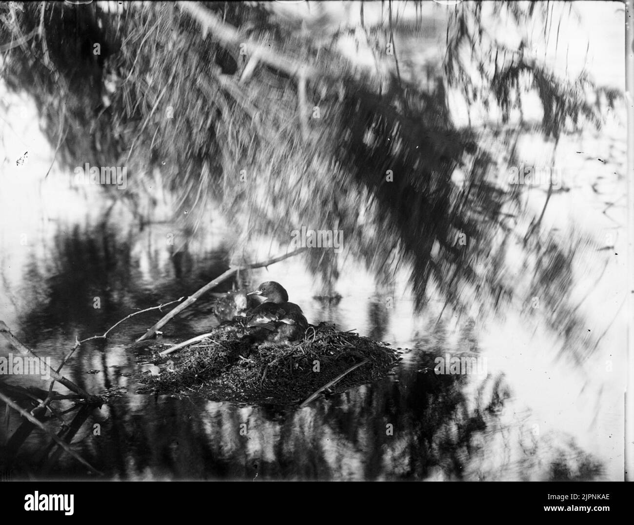 Legs small Black and White Stock Photos & Images - Alamy