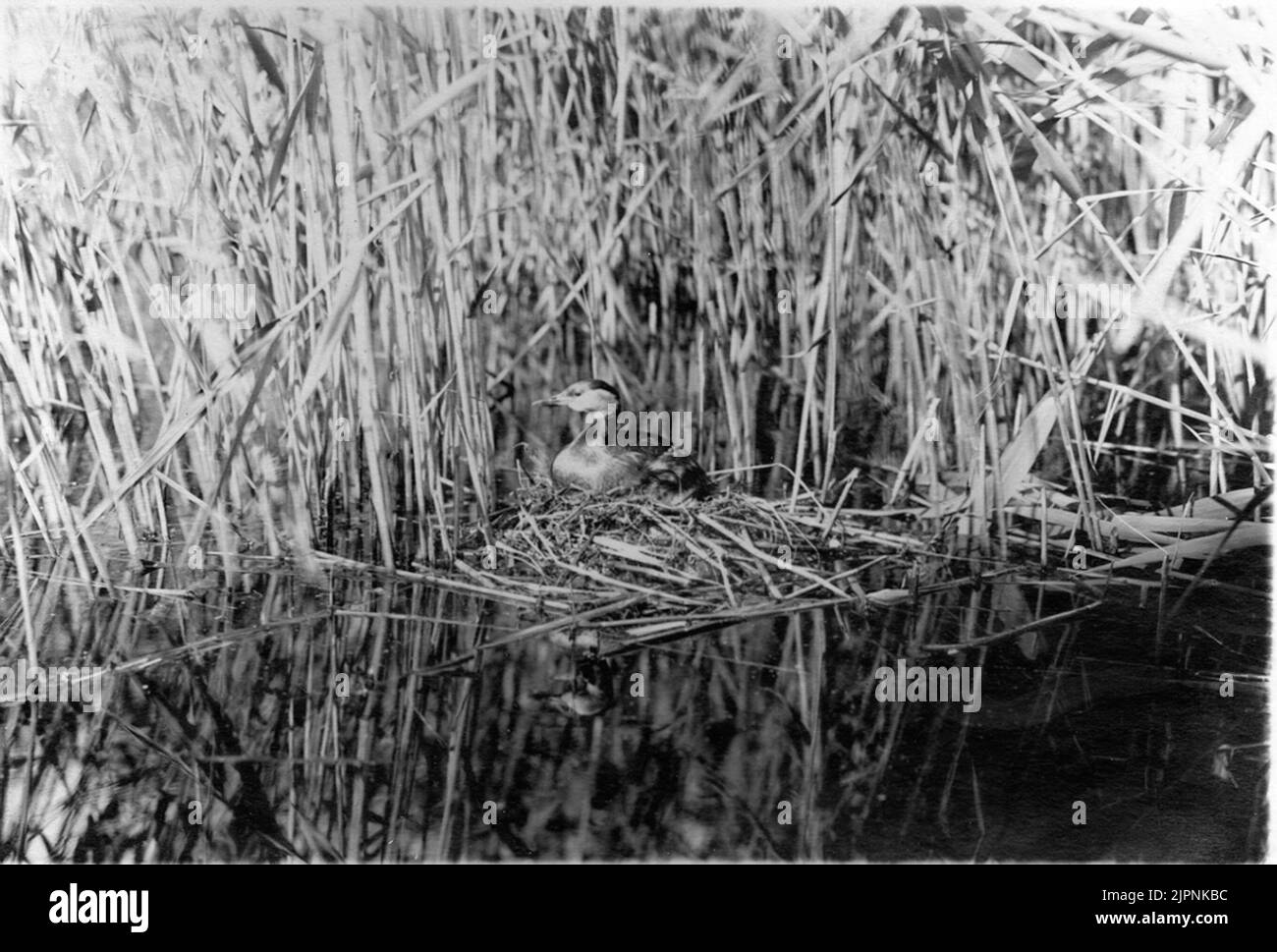 Gråhakedopting (Rödhalsad doping) Gråhakedopping (Rödhalsad dopping ...