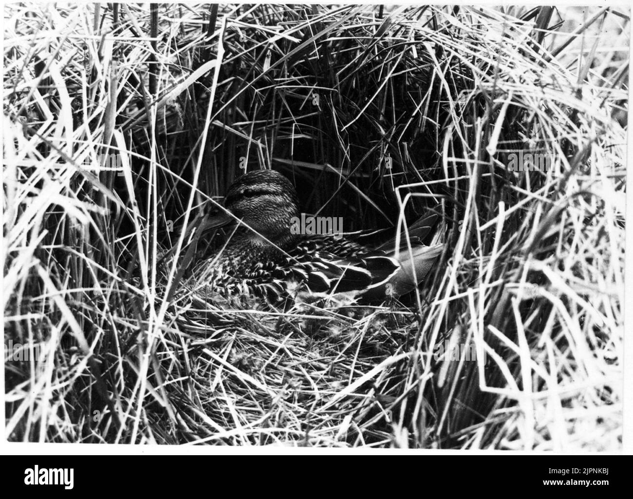 Female mallard duck nest Black and White Stock Photos & Images - Alamy