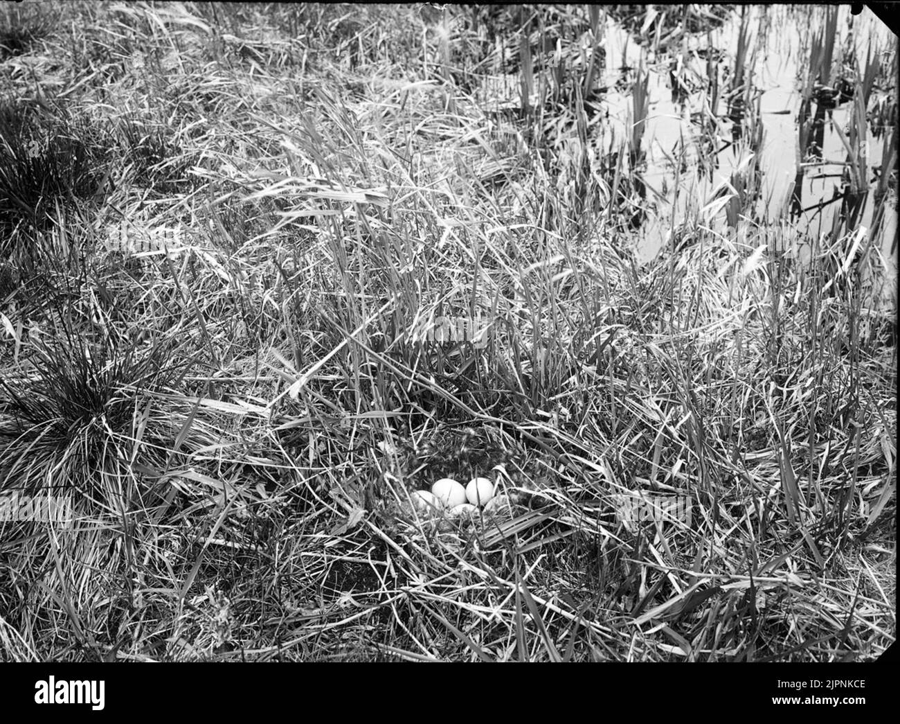 Grassland management Black and White Stock Photos & Images - Alamy