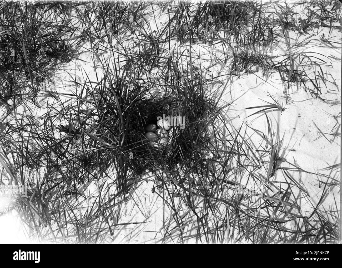 Nesting in grass Black and White Stock Photos & Images - Alamy
