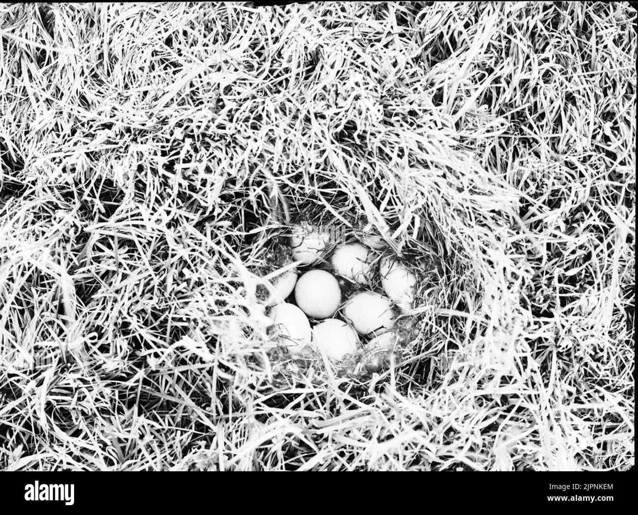 Stay of years Bo av årta Stock Photo - Alamy