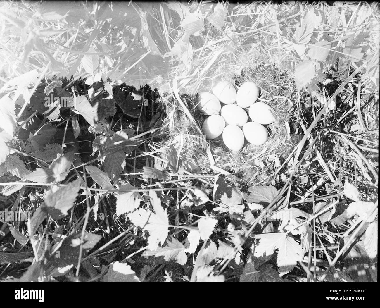 Stay by Snatterand Bo av snatterand Stock Photo - Alamy