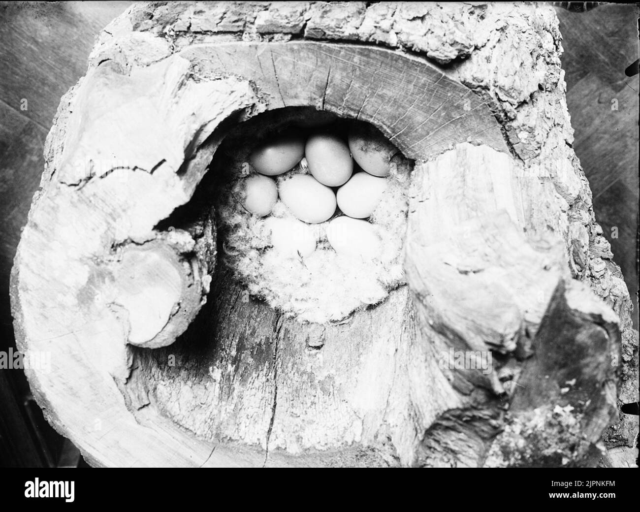 Stay off Bo av knipa Stock Photo - Alamy