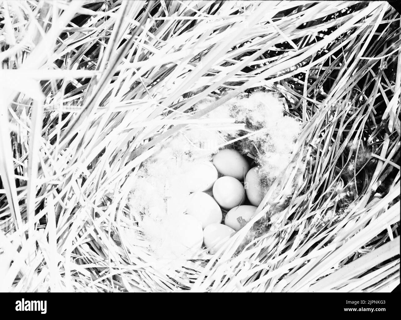 Live by vigg Bo av vigg Stock Photo - Alamy