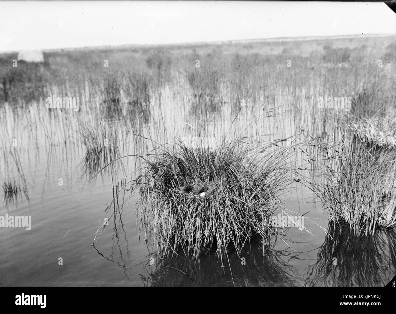 Vigg hi-res stock photography and images - Alamy