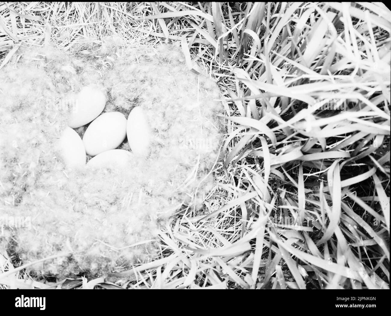 Stay by Ejder Bo av ejder Stock Photo - Alamy