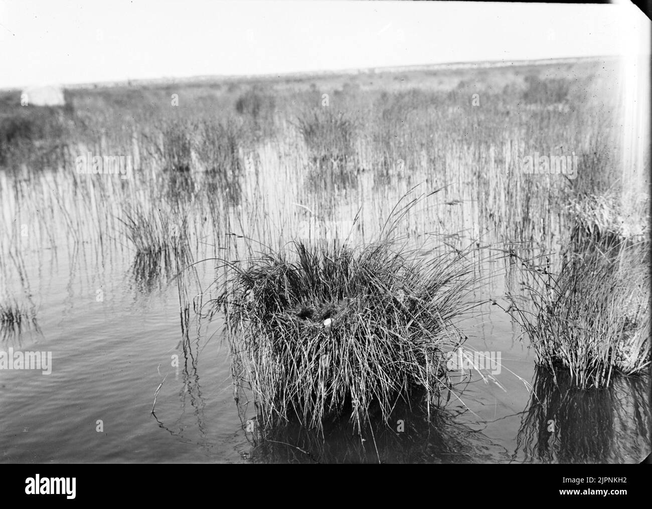 Vigg hi-res stock photography and images - Alamy