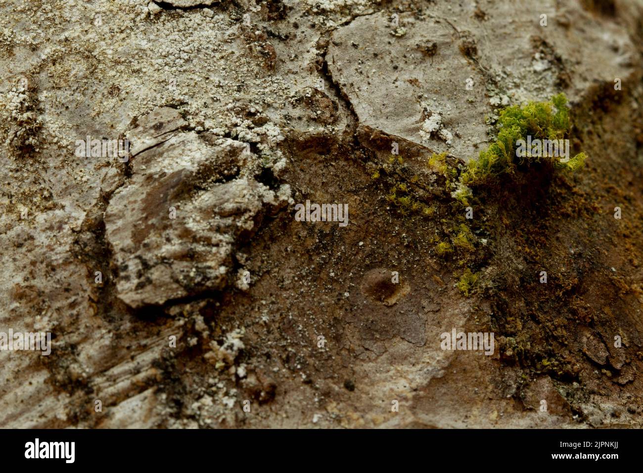 Montagne de bois hi-res stock photography and images - Alamy