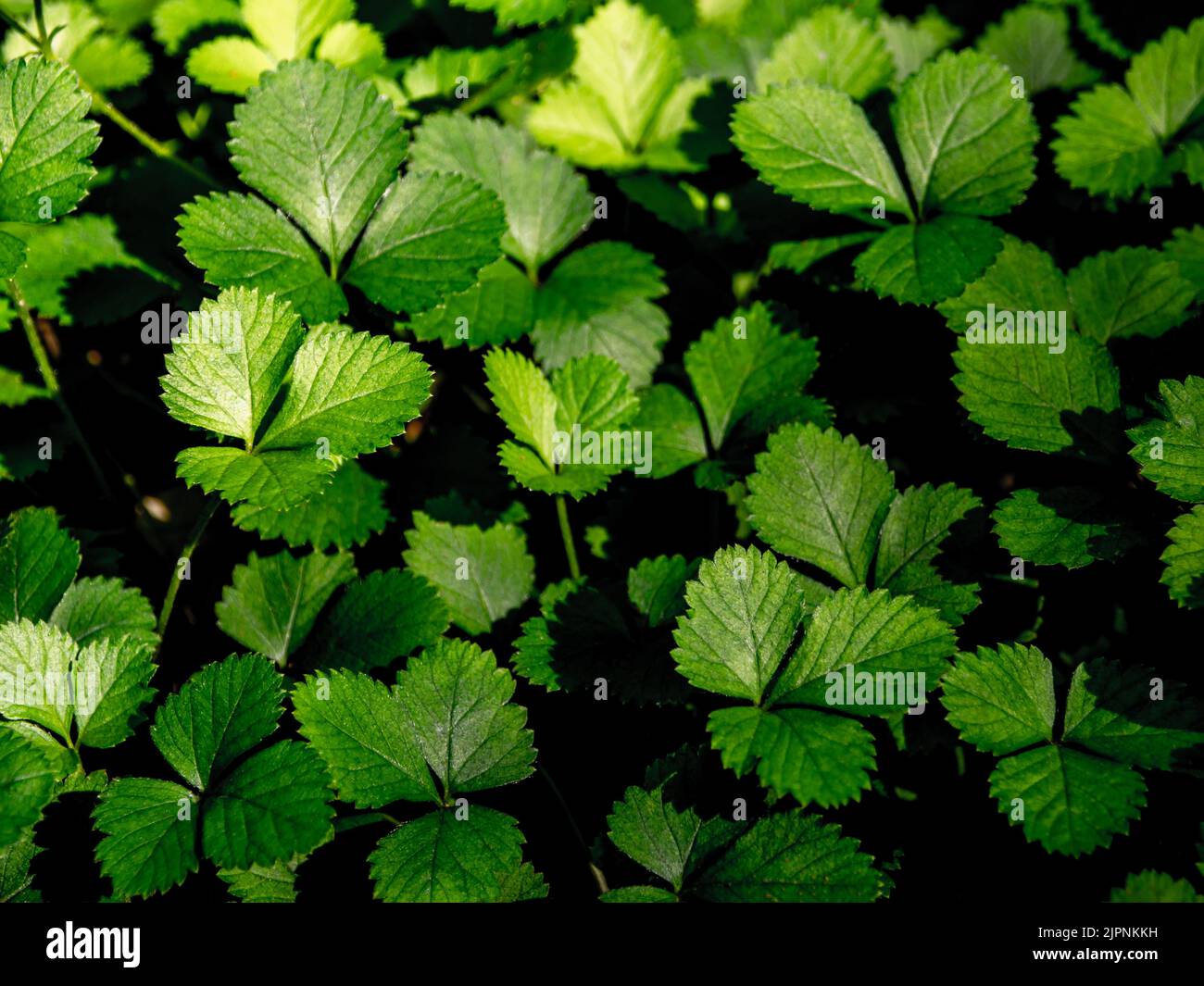 The Mock Strawberry plant for ground cover in the garden Stock Photo ...