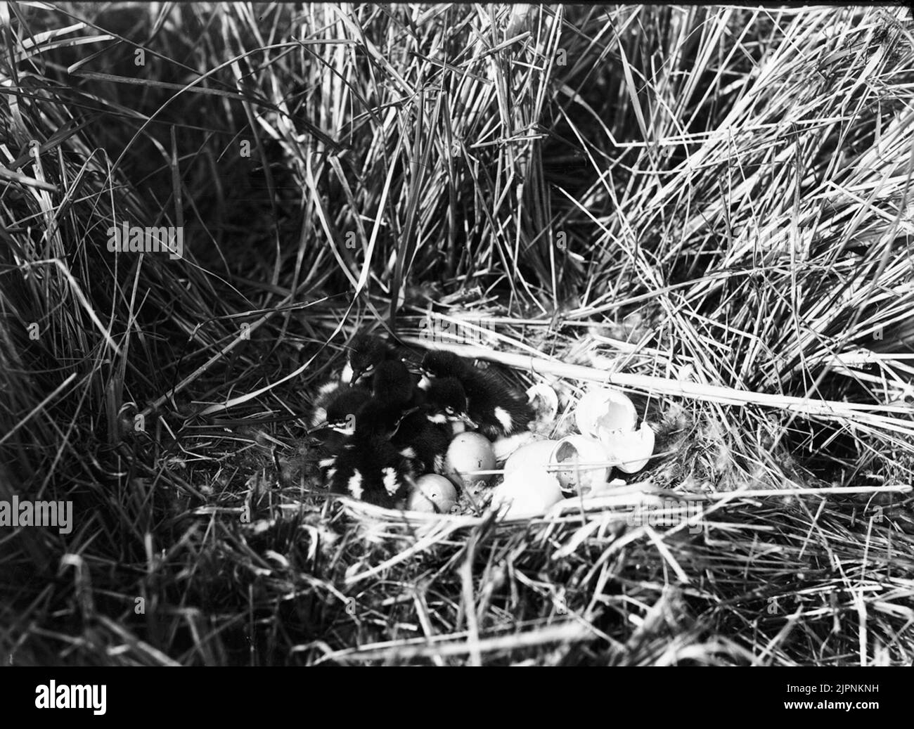 Small crake Småskrake Stock Photo - Alamy
