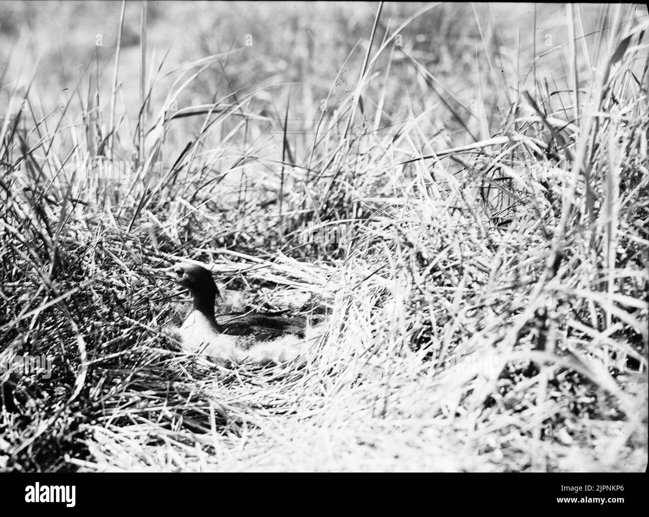 Small crake Småskrake Stock Photo - Alamy