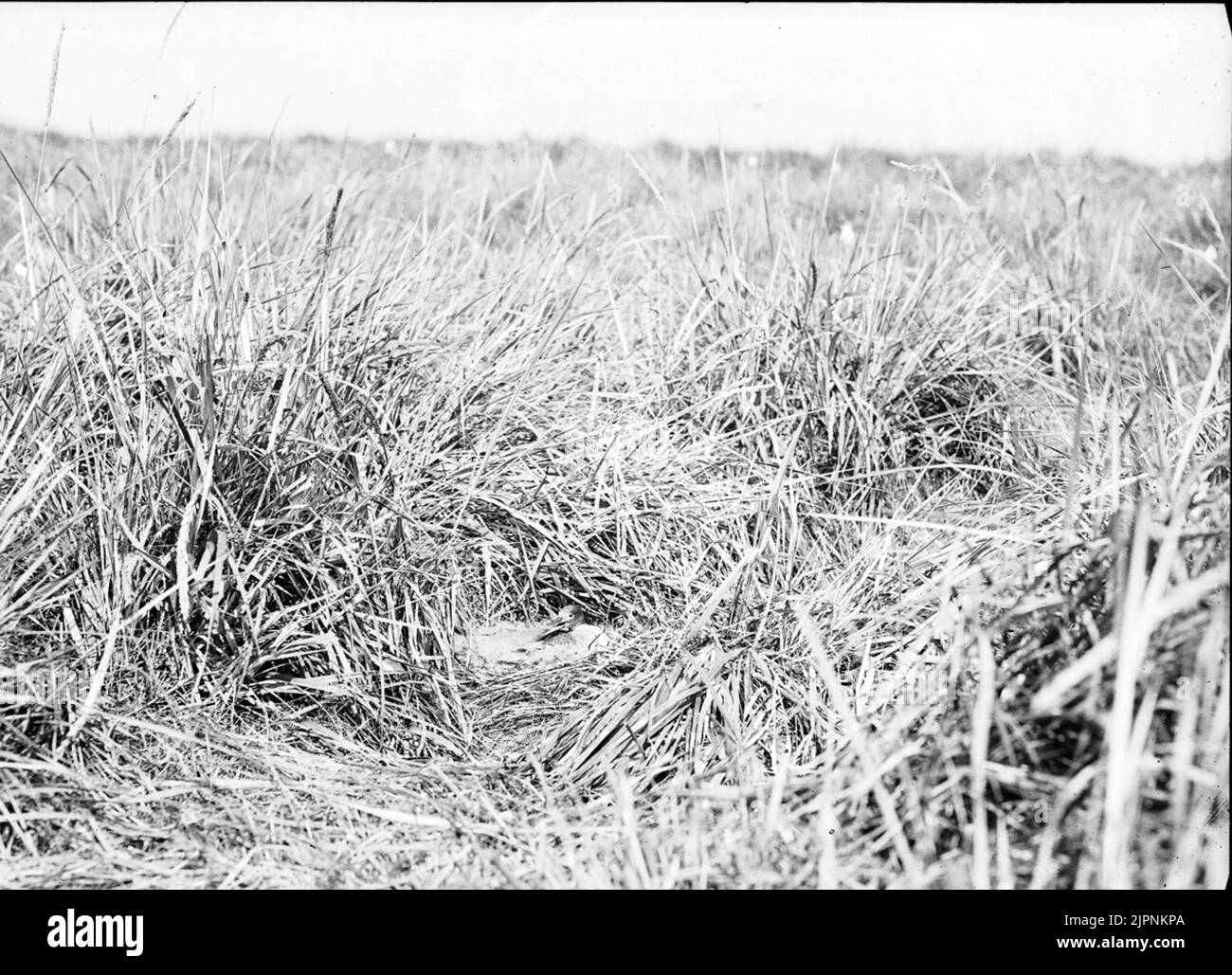 Small crake Småskrake Stock Photo - Alamy