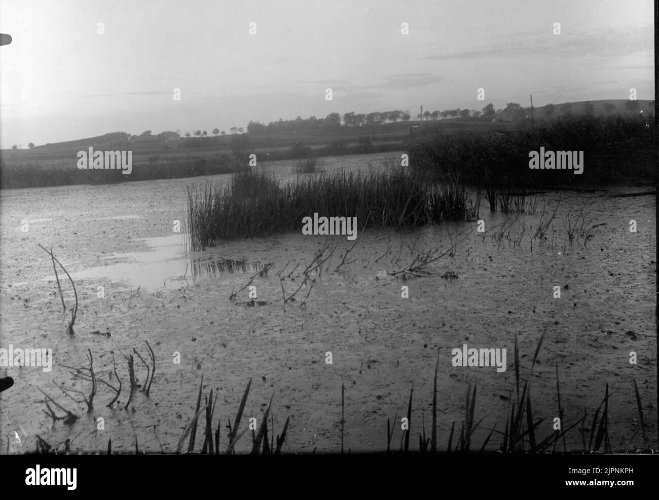 Settlement for gray chop (red -necked dopping) at small lake at only ...
