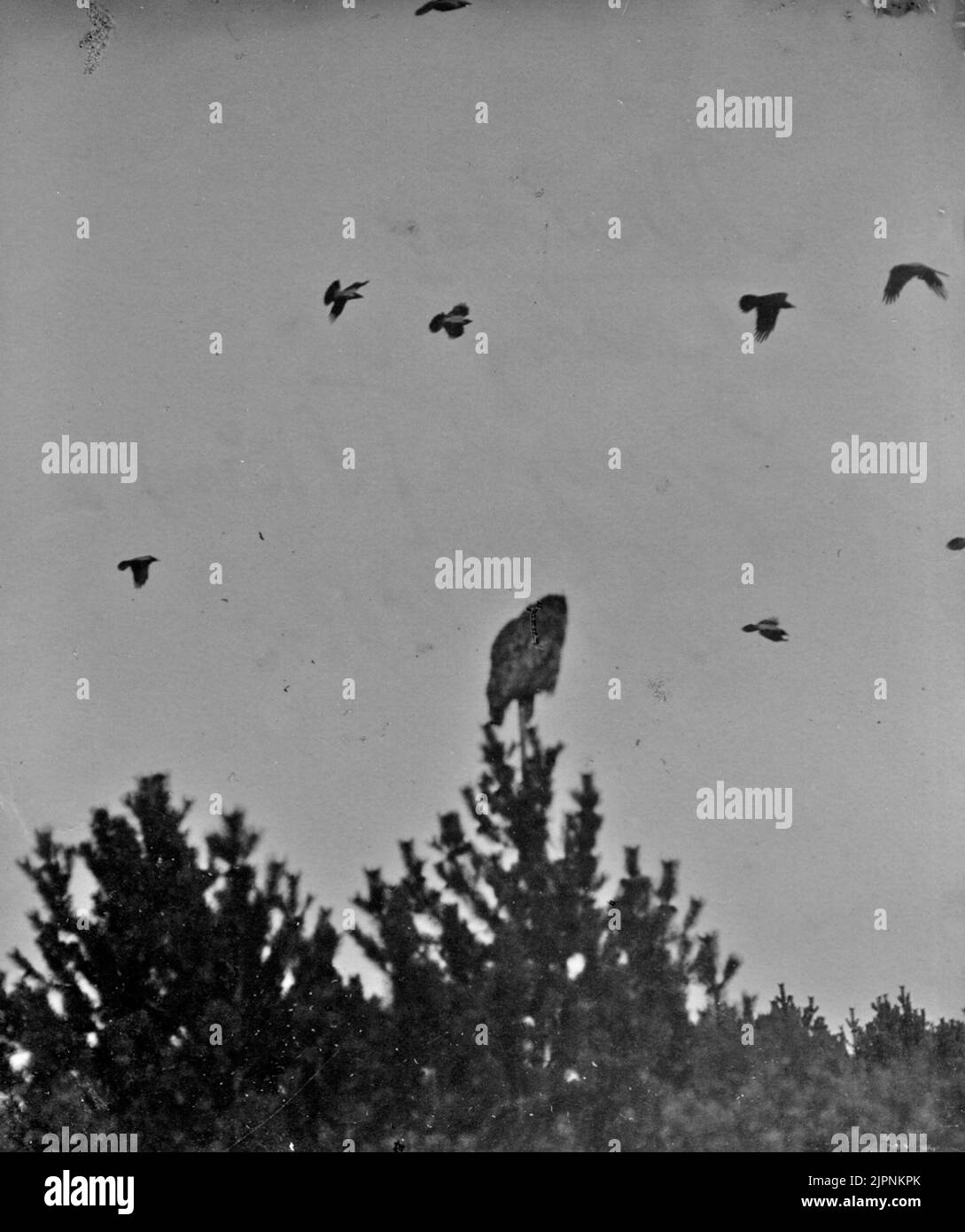 Hooded crow nest Black and White Stock Photos & Images - Alamy