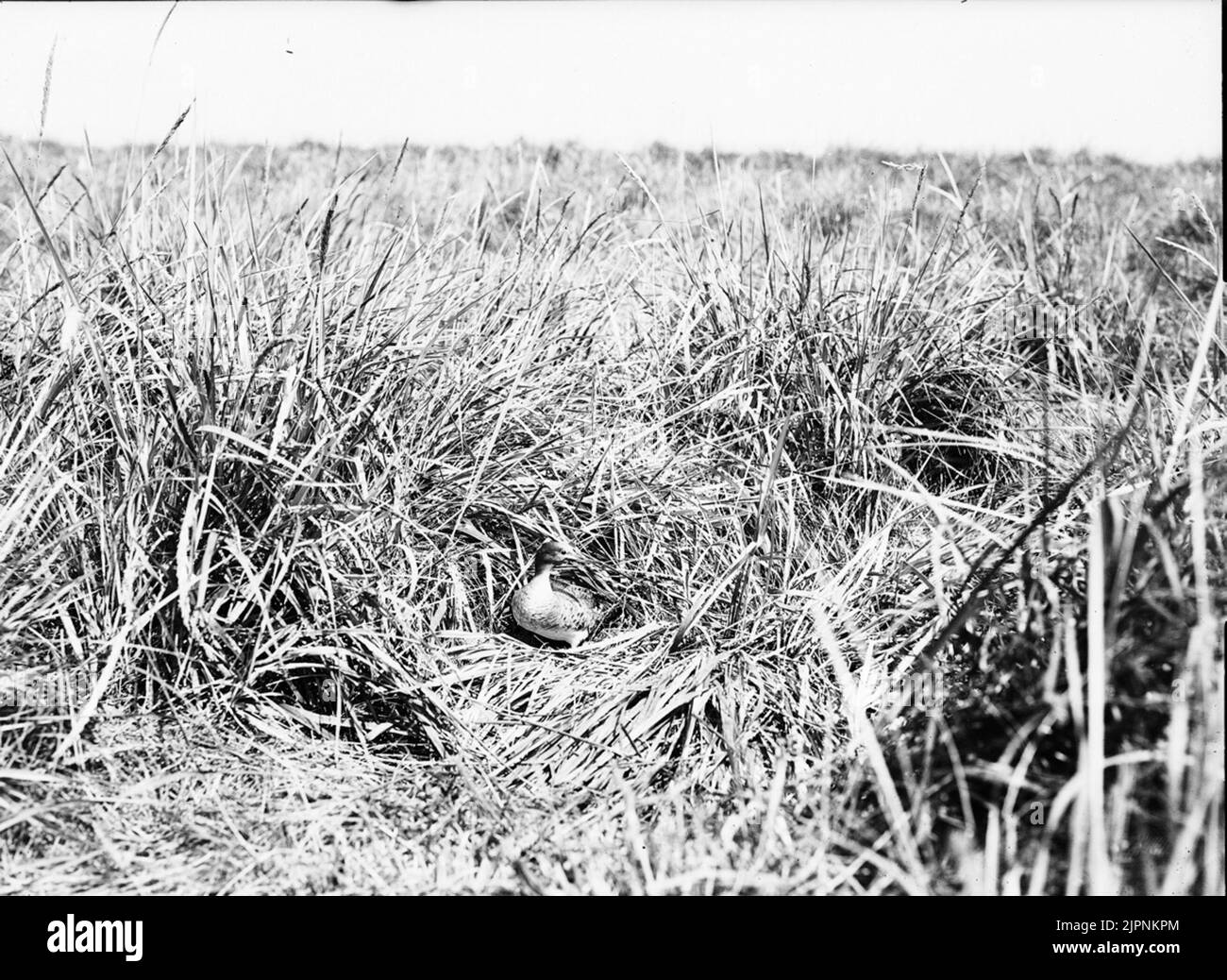 Small crake Småskrake Stock Photo - Alamy