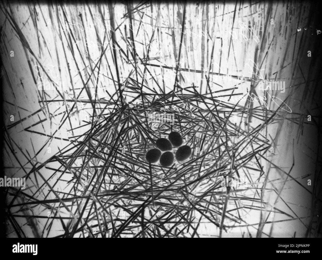 Pipe and drum Black and White Stock Photos & Images - Alamy